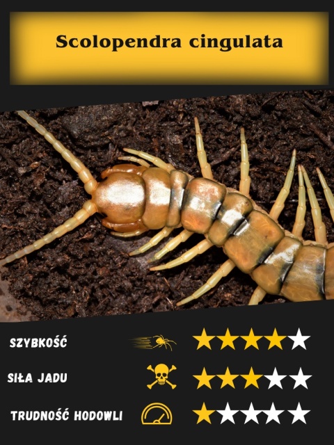 Scolopendra cingulata - Skolopendra paskowana ok 7-10cm